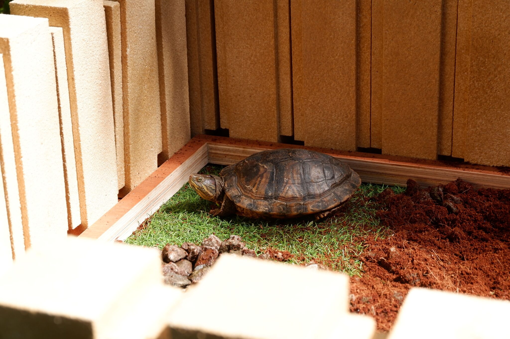 From Waste to Shelter: A Turtle’s New Home – HappyHope